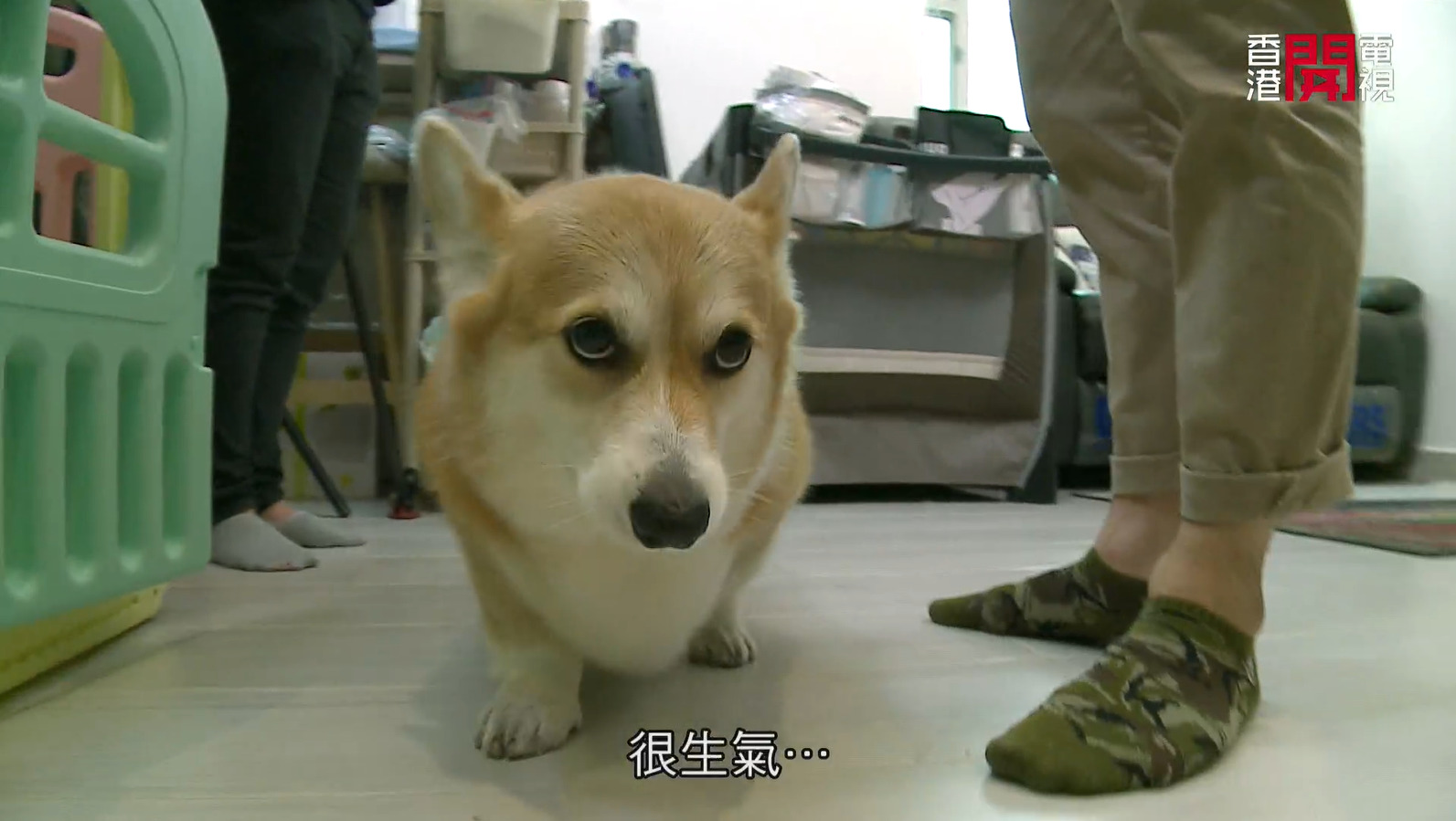 D009 - 有線寬頻 i-CABLE