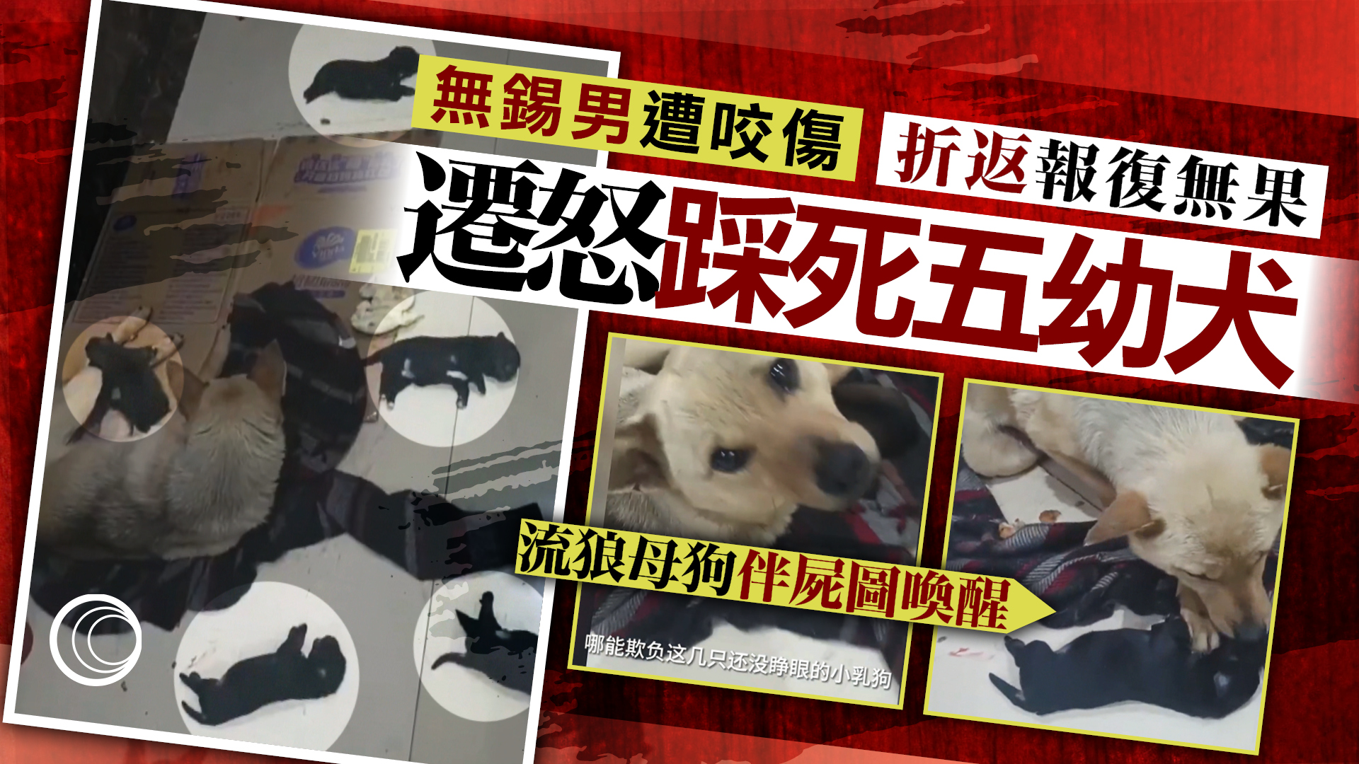 中華天威 無錫男不忿遭流浪母狗咬傷 踩死佢5仔狗bb洩憤 香港高登討論區